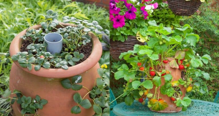 Afla cum să crești căpșuni în ghivece și îngrijirea lor