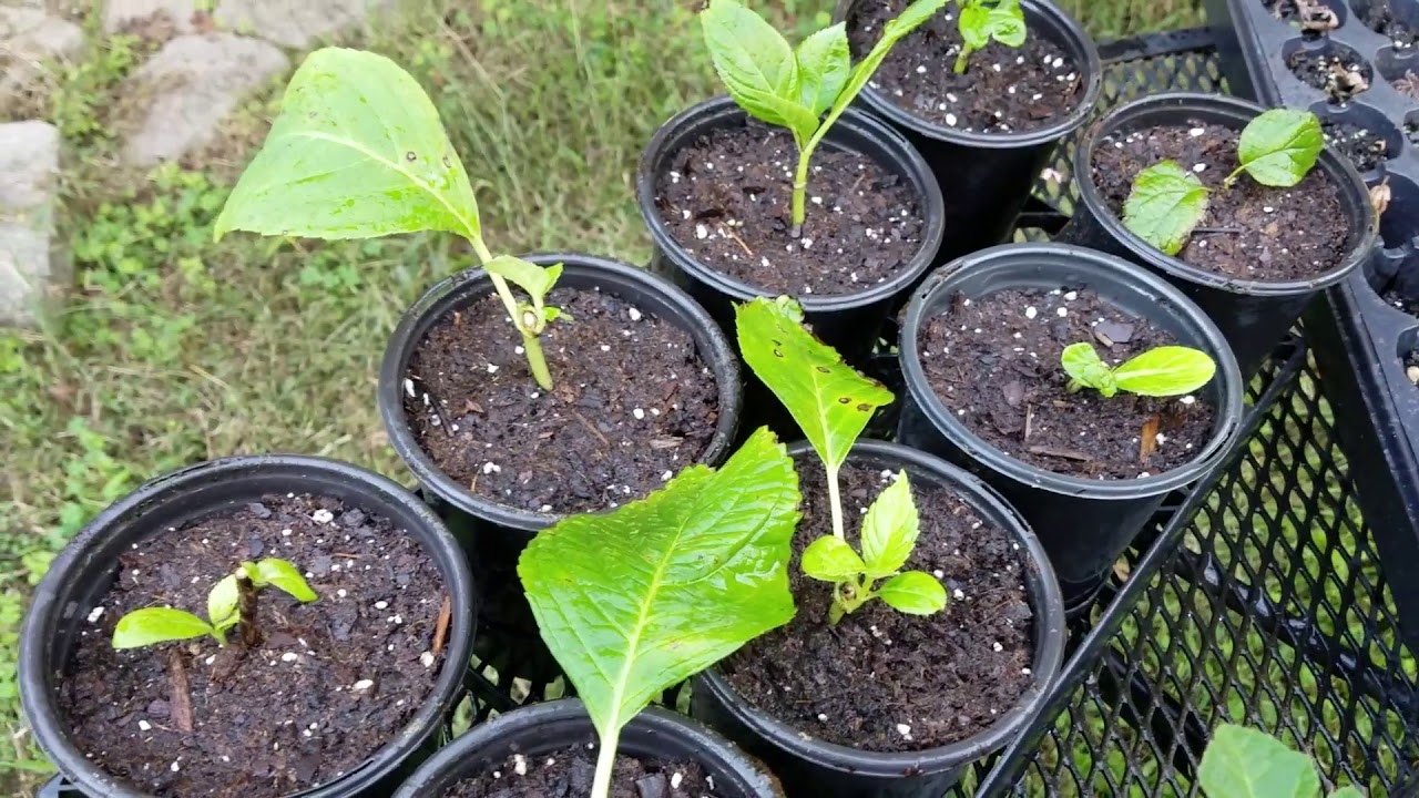 Cum să înmulțiți Dafinul prin butași (tulpini): Ghid Complet