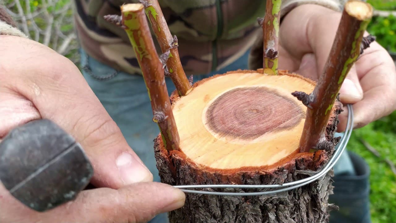 Ghid Altoire: Metode Detaliate Pas cu Pas pentru Succes