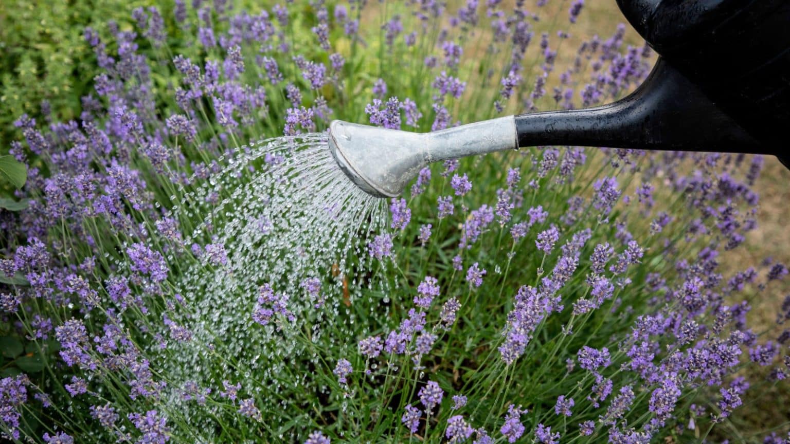 Cultivarea si Ingrijirea Lavandei: Ghid Complet Pas cu Pas