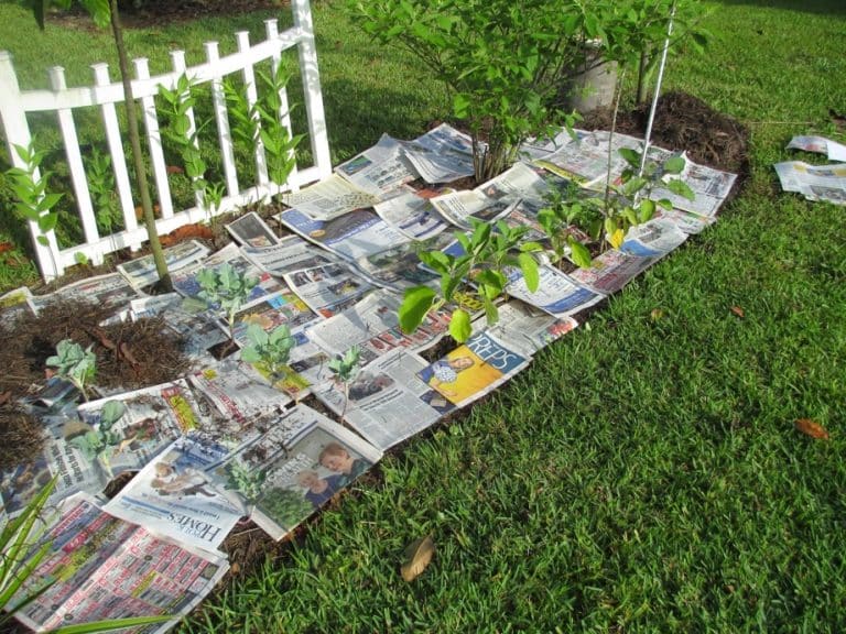 Cum să Utilizezi Hârtia de Ziar în Grădină: 9 Metode