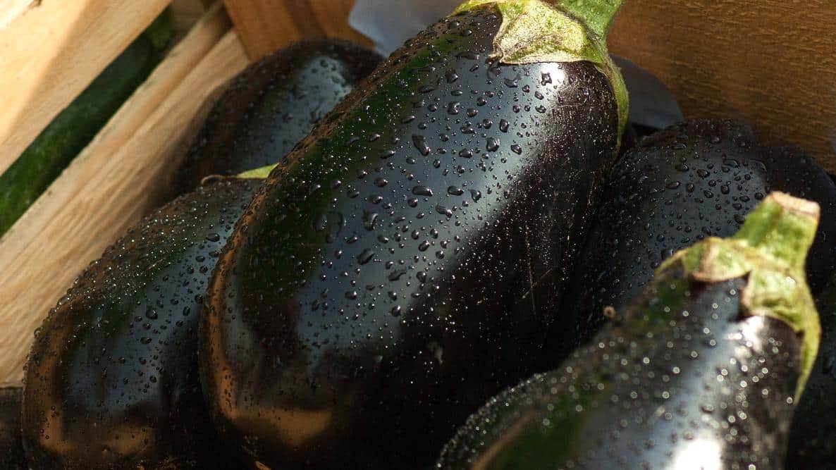 Cultivarea Vinetelor: Ghid Complet de Plantare și Recoltare