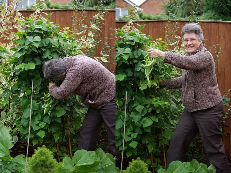 Cultivarea Fasolei: Ghidul pentru O Recoltă Bogată