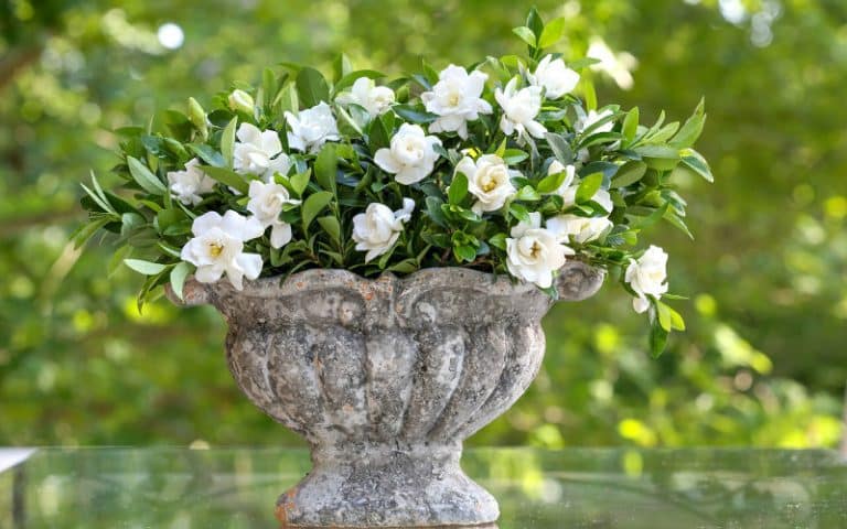 Cultivarea Gardeniei în Ghiveci - Tehnici și Sfaturi