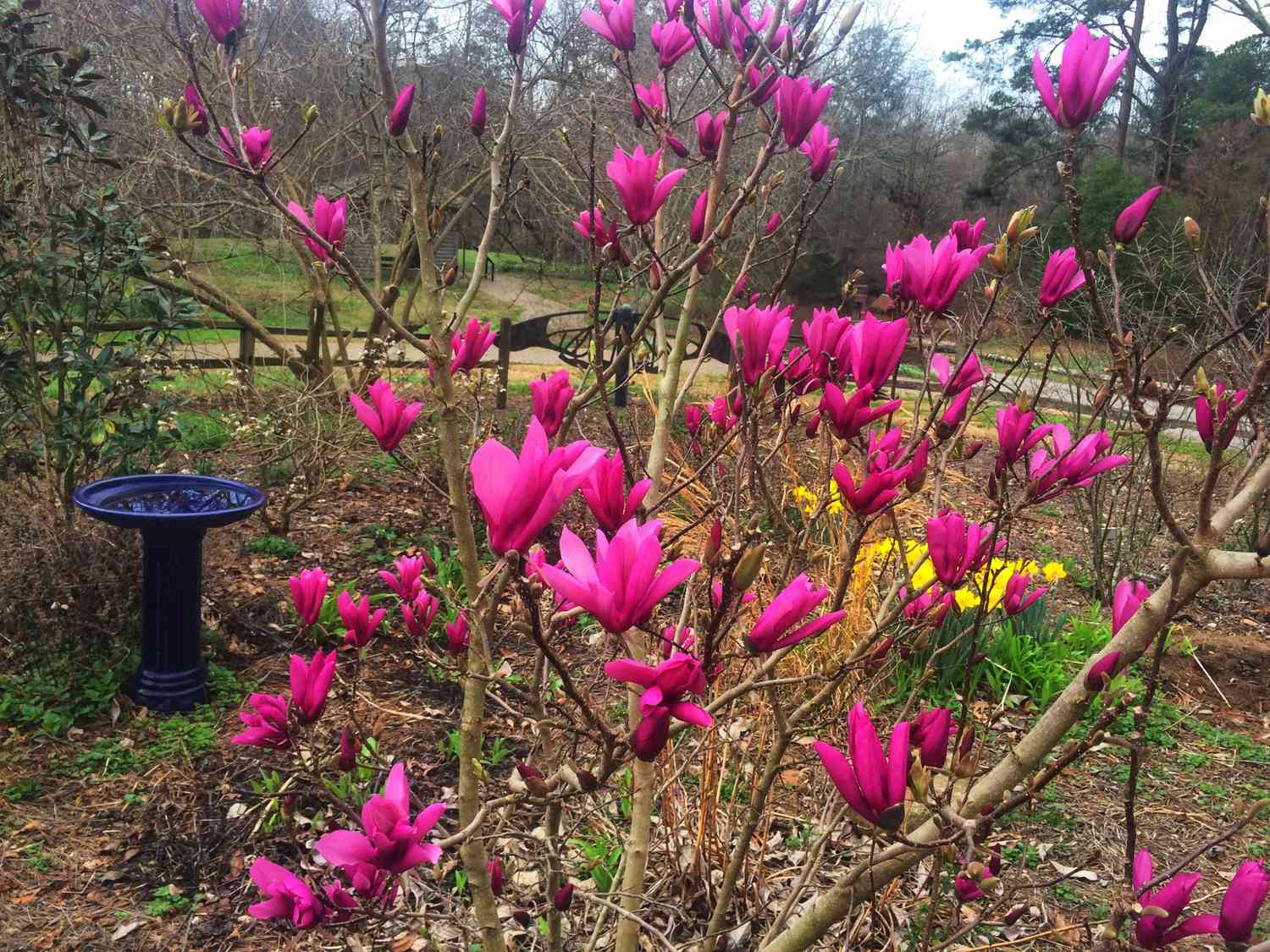 Magnolia - Sfaturi pentru Cultivare, Îngrijire si Înmulțire